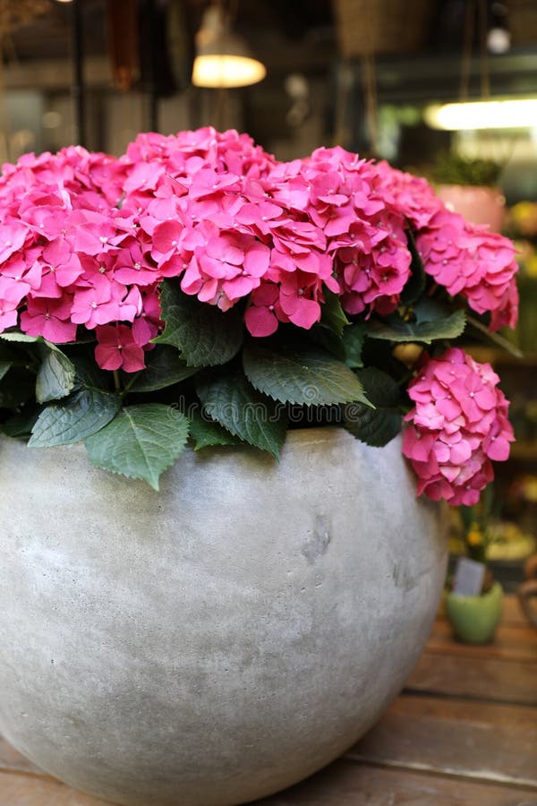 Pink Hydrangea or Hydrangea Macrophylla in a Big Ceramic Pot at the ...