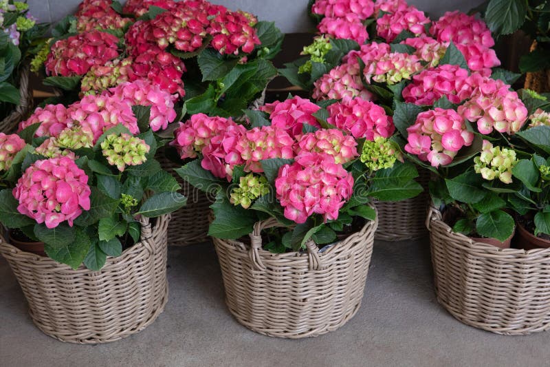 Pink Hydrangea or Hydrangea Macrophylla Potted at Garden Shop in Spring ...