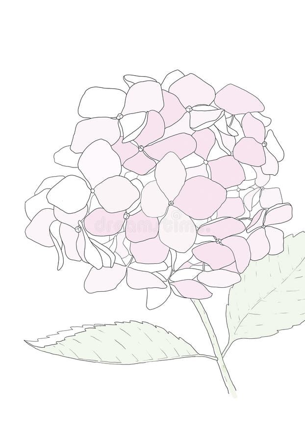 Pink Hydrangea Illustration in Pastel Colors Stock Illustration ...