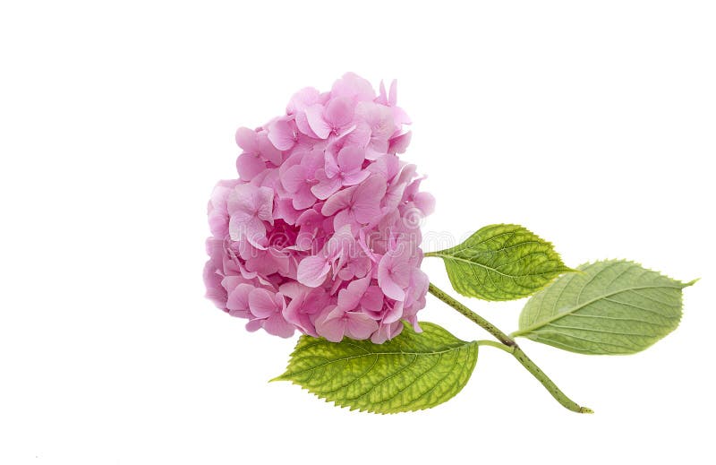 Pink Hydrangea (isolated Hydrangea ) Close Up Hydrangea Stock Photo ...