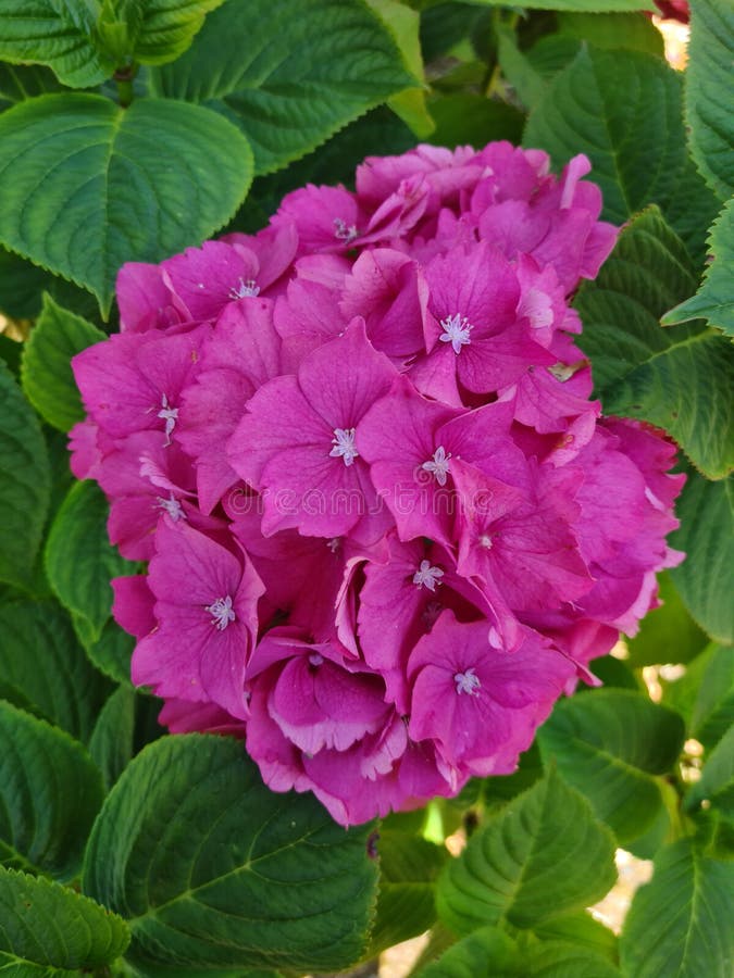Pink Hydrangea Macrophylla stock image. Image of bloom - 192683015