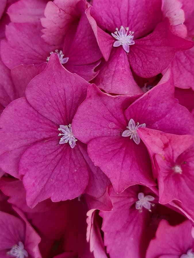 Pink Hydrangea Macrophylla stock photo. Image of leaf - 192683096