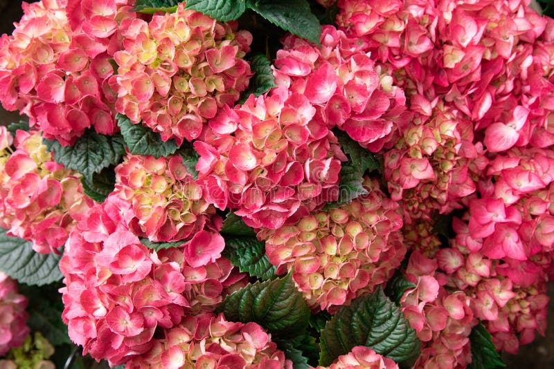 Pink Hydrangea or Hydrangea Macrophylla Floral Background. Stock Photo ...