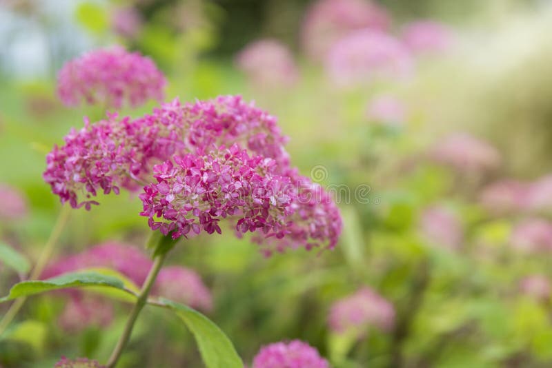Pink Hydrangea, Sheep Flower. Flowering Hydrangea Tree, Hydrangea ...