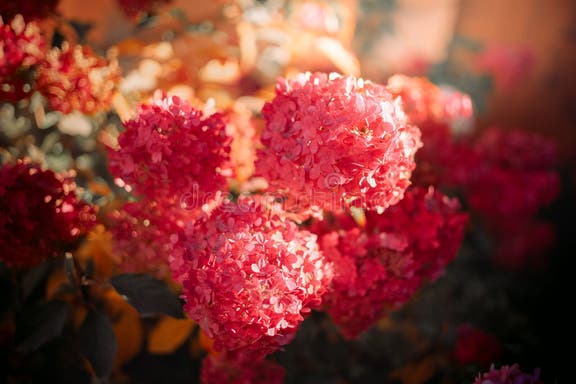Pink Hydrangea in Sunlight. Hydrangea Paniculata Stock Photo - Image of ...