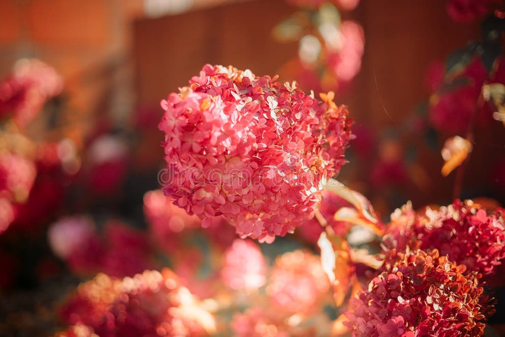 Pink Hydrangea in Sunlight. Hydrangea Paniculata Stock Photo - Image of ...