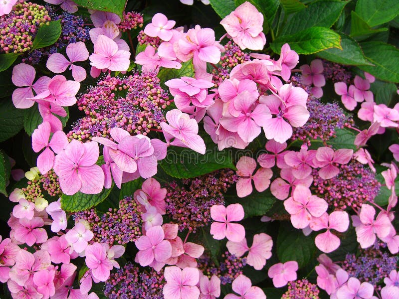 Pink Hydrangea stock photo. Image of view, flowers, hydrangea - 136807832