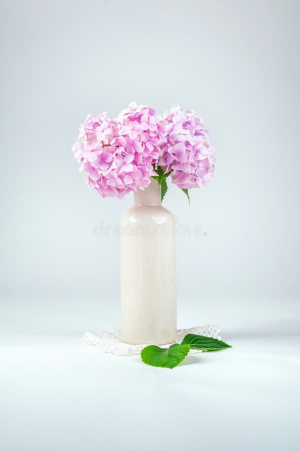 Pink Hydrangea in a Vase on a White Background Stock Photo - Image of ...