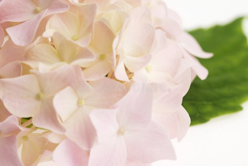 Pink hydrangea stock image. Image of plant, flower, white - 95774547