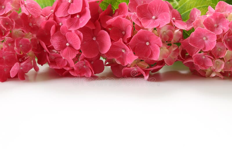 Pink Hydrangea in a White Background Stock Image - Image of rainy, june ...