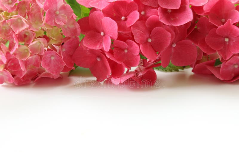 Pink Hydrangea in a White Background Stock Image - Image of pink, copy ...
