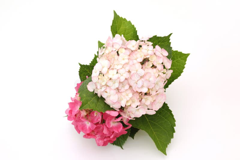 Pink Hydrangea in a White Background Stock Image - Image of green ...