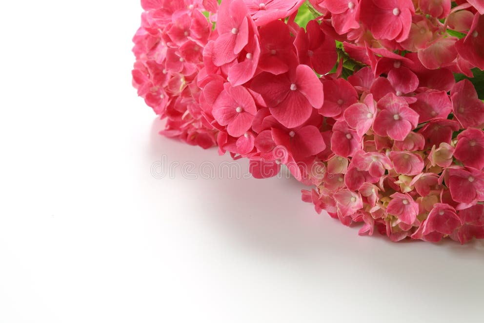 Pink Hydrangea in a White Background Stock Image - Image of white ...