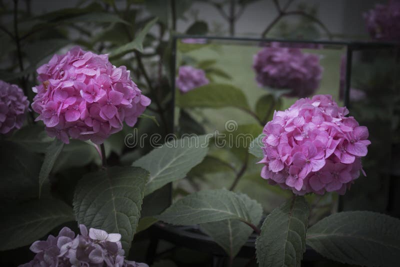 Pink Hydrangeas in Garden Reflected in Mirror Stock Image - Image of ...
