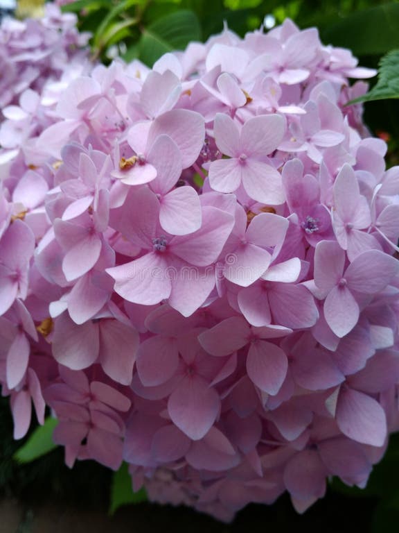Pink Hydrangeas stock photo. Image of pedals, pink, kyoto - 118238452