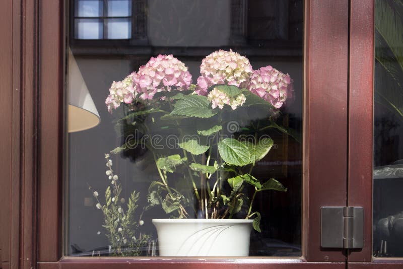 Pink Hydrangeas in a Large Plastic Restaurant Window Stock Image ...