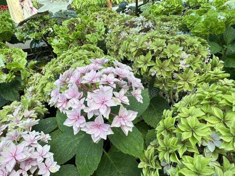 Pink Hydrangeas Surrounded by Green Hydrangeas Stock Image - Image of ...