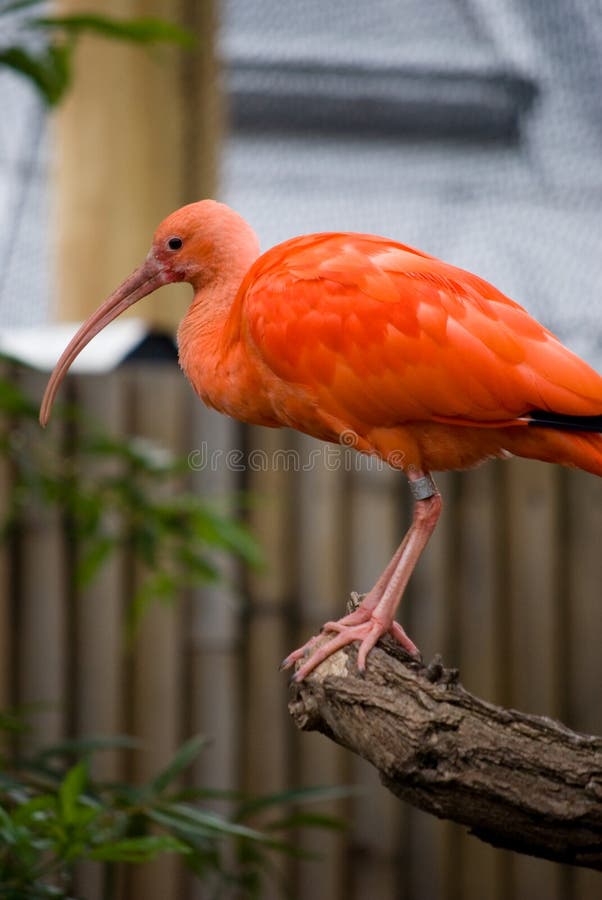 Pink ibis stock image. Image of bird, beauty, nature - 34088493