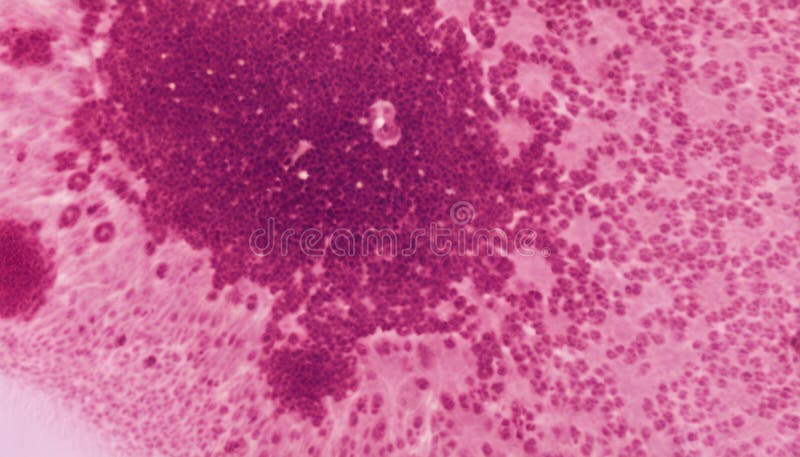 A Pink Image of a Cellular Structure Stock Illustration - Illustration ...