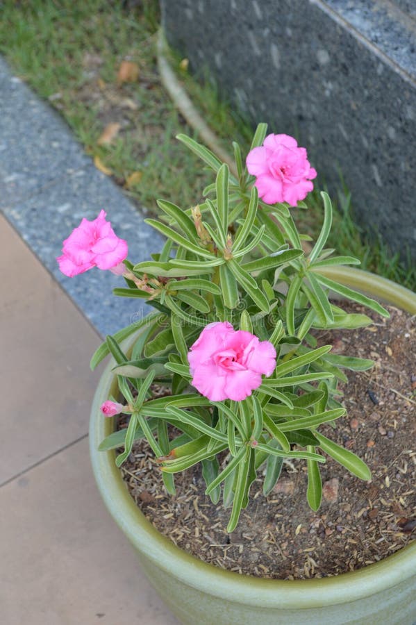 Pink Impala Lily Flower on the Floor Stock Photo - Image of white ...
