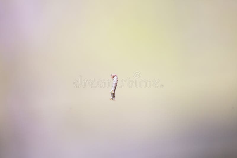 Pink Inchworm Hanging stock image. Image of moth, beauty - 213897037
