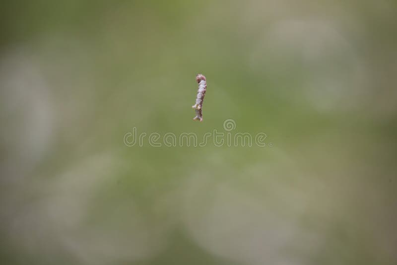 Pink Inchworm Hanging stock image. Image of life, inchworm - 213896849