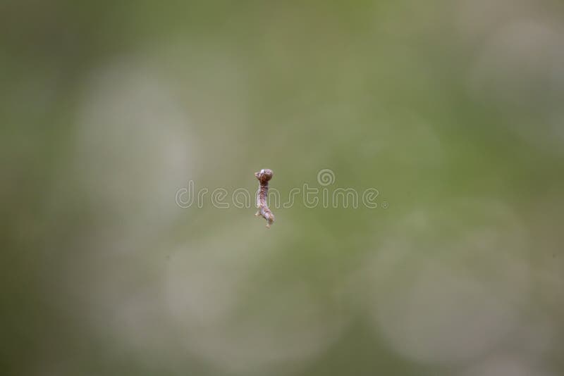 Pink Inchworm Hanging stock photo. Image of entomology - 213896978