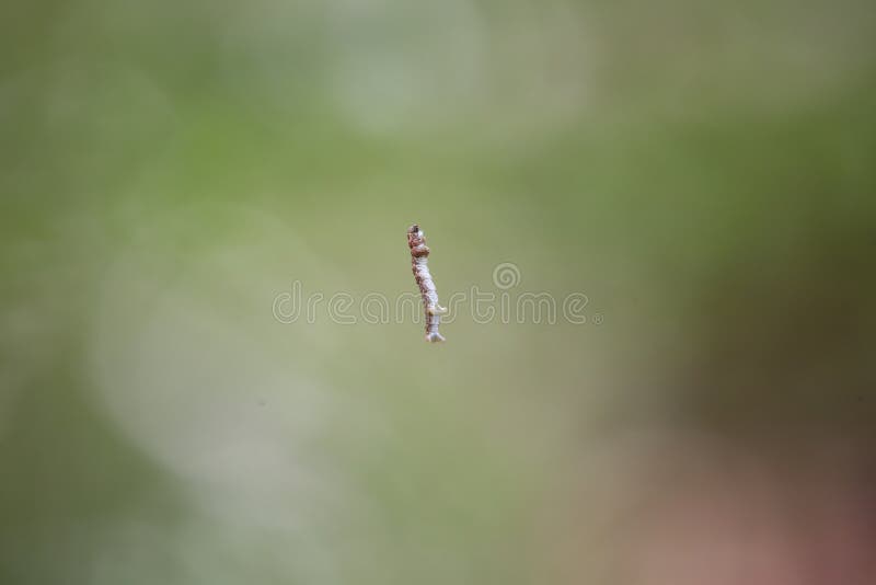 Pink Inchworm Stock Photos - Free & Royalty-Free Stock Photos from ...
