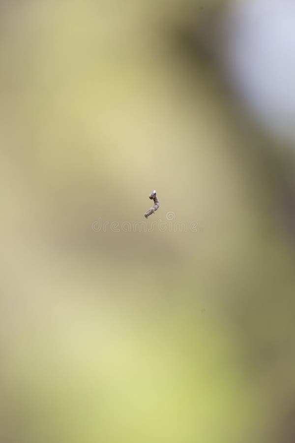 Pink Inchworm Spinning a Cocoon Stock Image - Image of inchworm ...