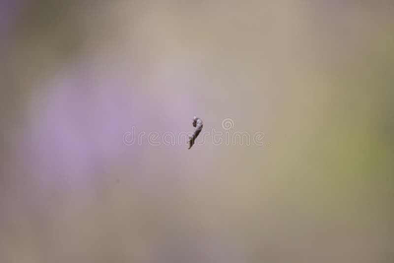 Pink Inchworm Stock Photos - Free & Royalty-Free Stock Photos from ...