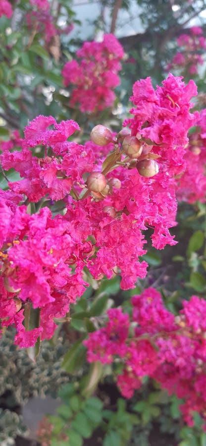 Indian Lilac Seeds,fruits and Leaves. Azadirachta Indica, Commonly ...