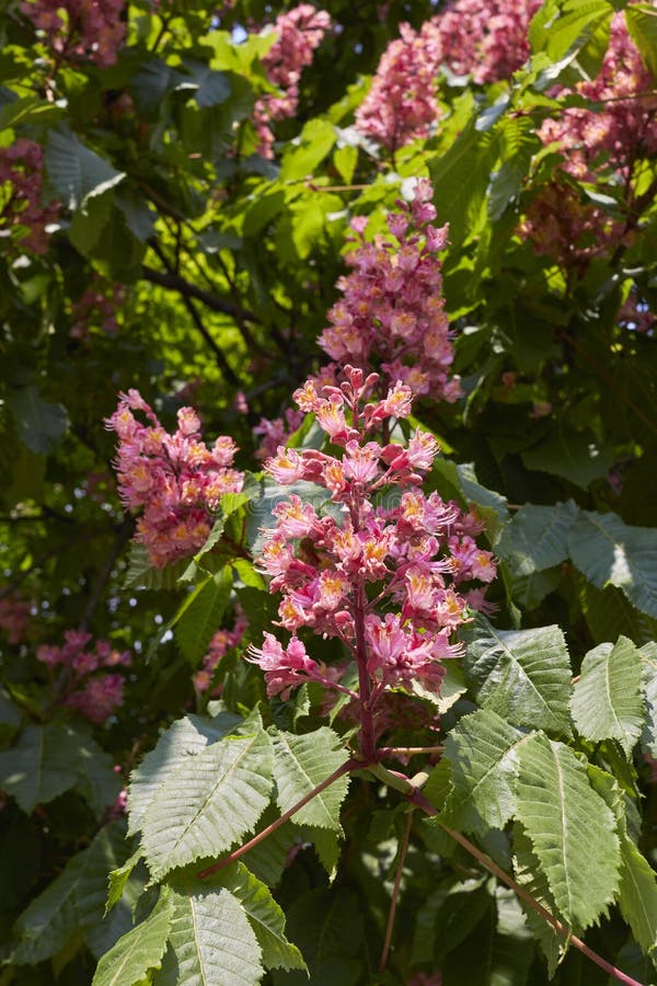 Aesculus X Carnea Tree in Bloom Stock Image - Image of fresh, park ...