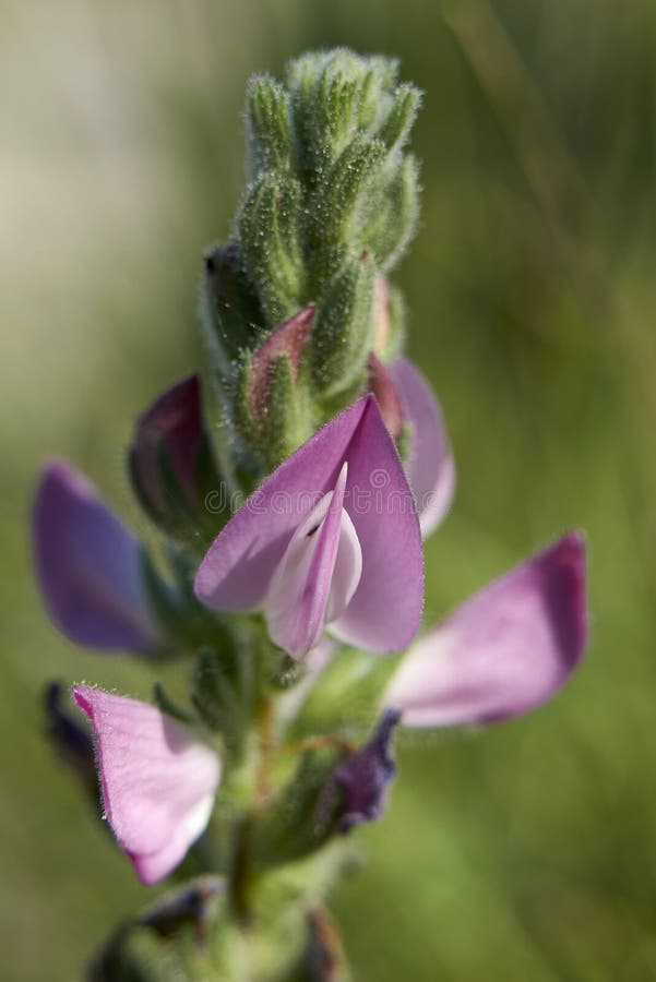 Ononis repens in bloom stock photo. Image of inflorescence - 252102678