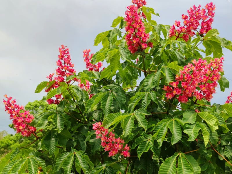 Pink Inflorescences of Chestnut Tree in Spring in Sunlight Stock Photo ...
