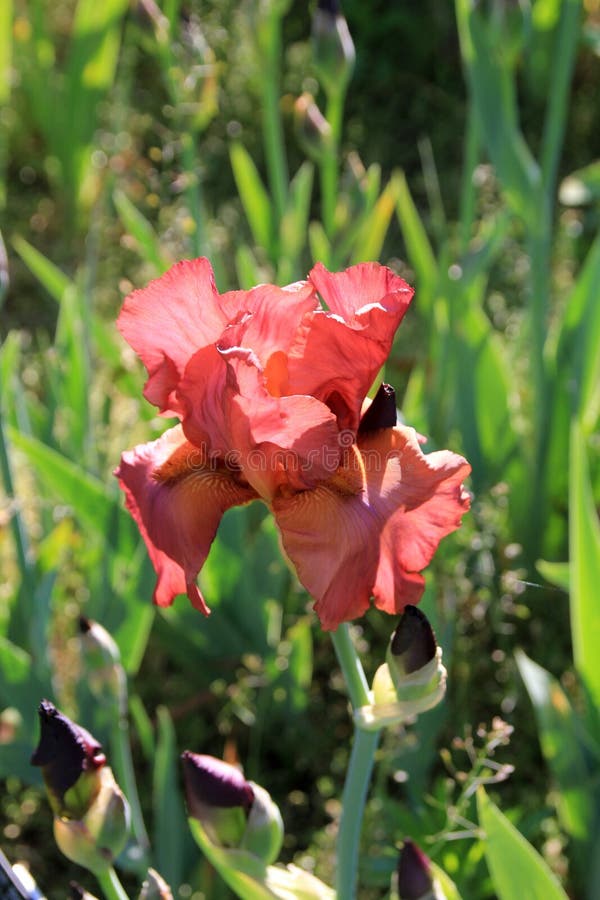 Pink Iris Flower in the Garden. Stock Image - Image of ornamental ...