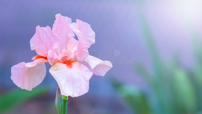 Pink Iris Close Up on a Blue Background Stock Photo - Image of macro ...