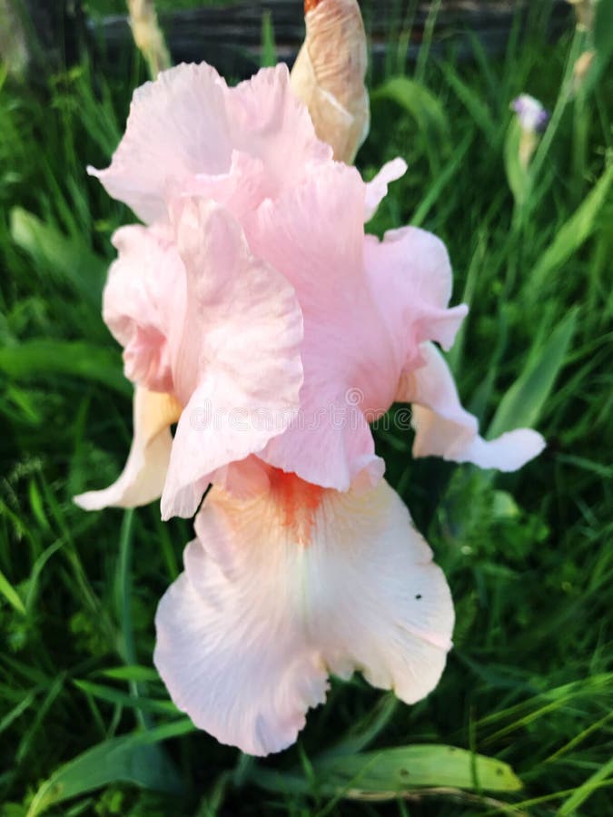 Pink iris stock photo. Image of pink, pretty, bueatful - 197625740