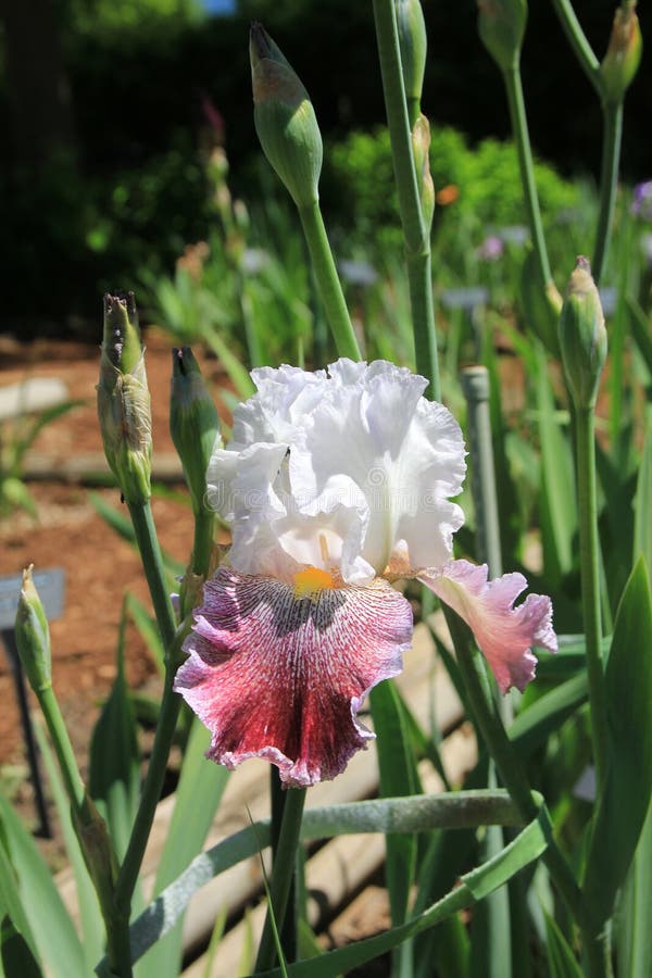 Blooming Pink Iris stock photo. Image of color, plant - 187107366