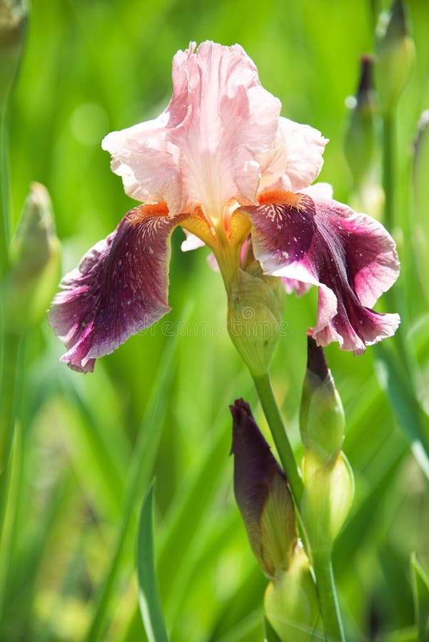 Pink Iris Flower in the Garden Stock Photo - Image of focus, invitation ...