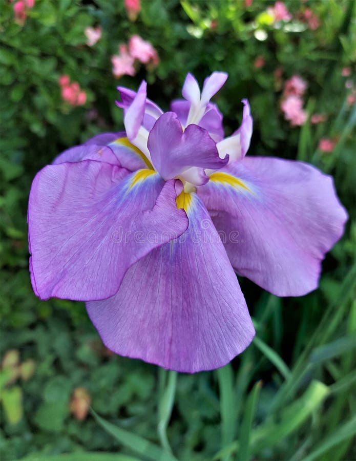 Pink Iris Flower. Iris Flower in Summer Stock Photo - Image of botany ...