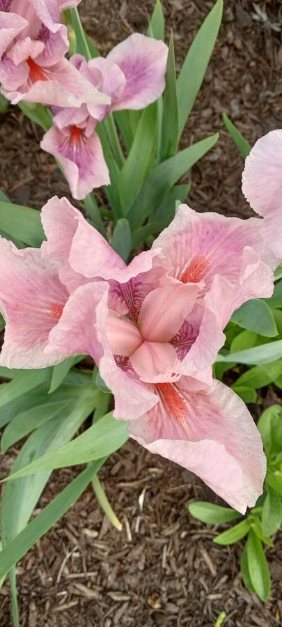 Pink Iris stock photo. Image of plant, bloom, pink, leaf - 278211608