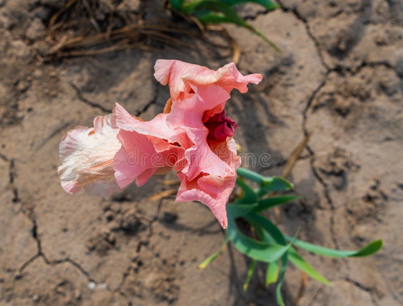 Pink Iris Macro stock image. Image of garden, blossom - 279698673