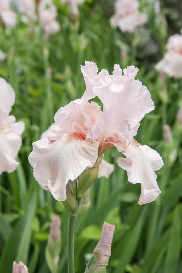 Pink Iris stock photo. Image of yellow, flora, beauty - 279632728