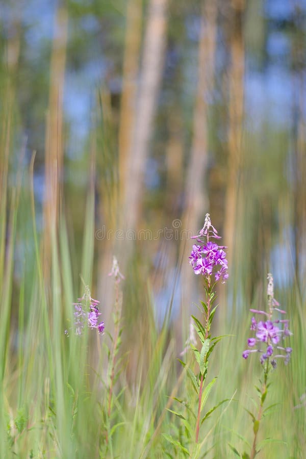 Forest willow portrait stock photo. Image of colourful - 10363970