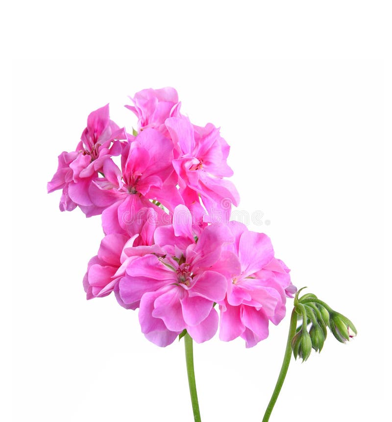 Pink Ivy Double Geranium Flowers on a White Background Close Up Stock ...