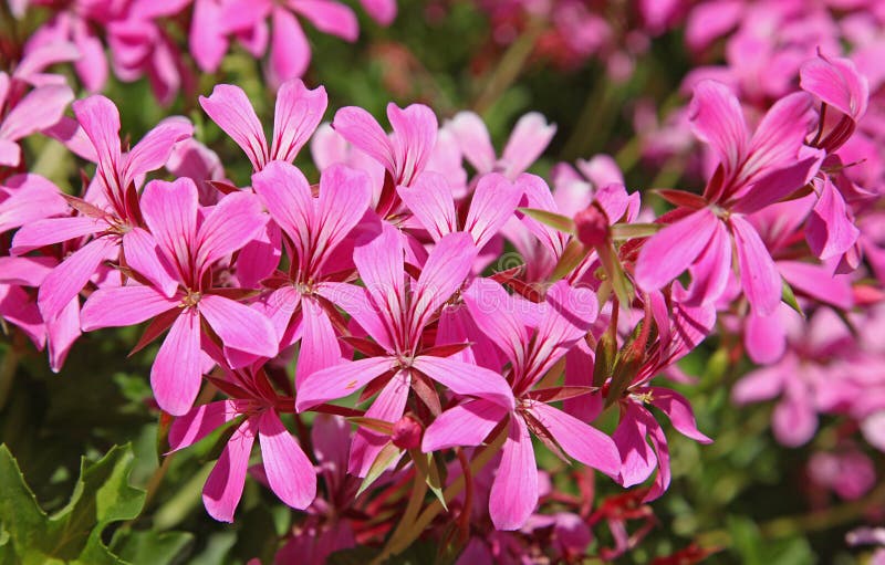 Pink Ivy Geranium flower stock photo. Image of pelargonium - 258317652