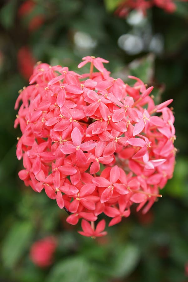 Pink ixora flower stock image. Image of chinensis, closeup - 34536239