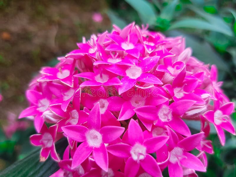 Pink Ixora flowers stock photo. Image of tropical, color - 84483756