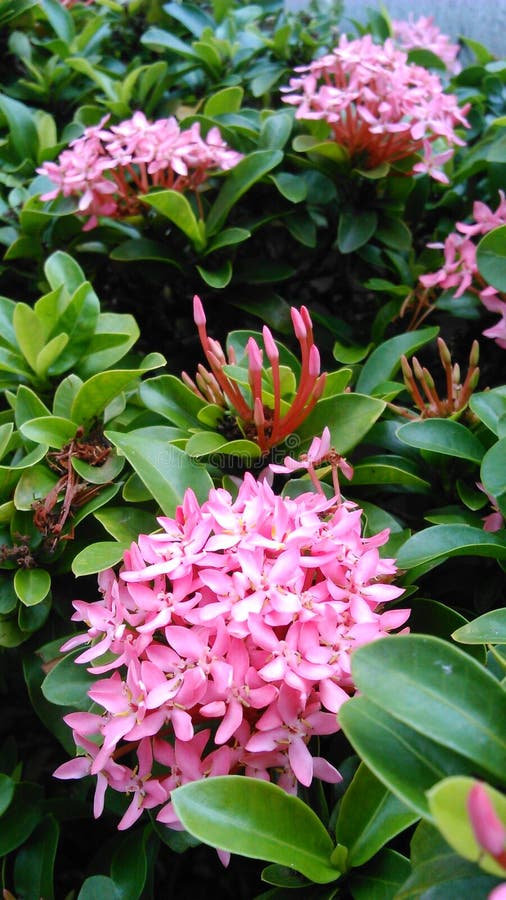 Pink Ixora flowers stock image. Image of tropical, ixora - 44204957