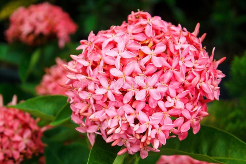 Pink ixora in the garden. stock image. Image of decorative - 55907515
